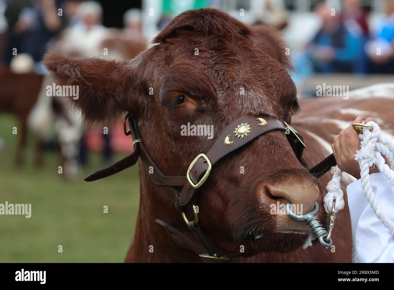 Harrogate, UK. 11th July, 2023. Great Yorkshire Showground, Railway ...