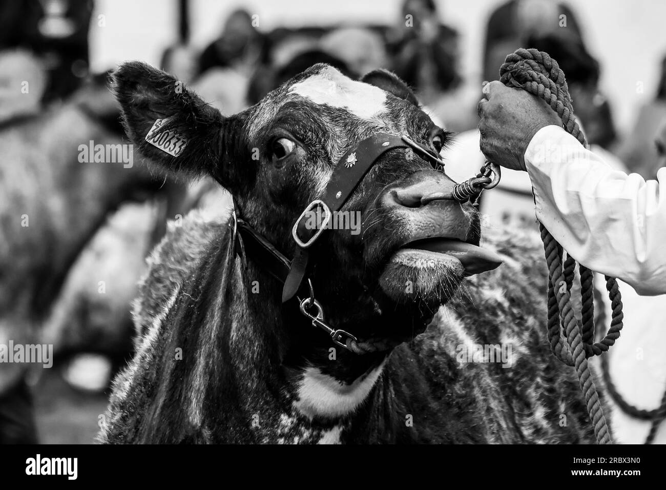 Yorkshire show cow Black and White Stock Photos & Images - Alamy