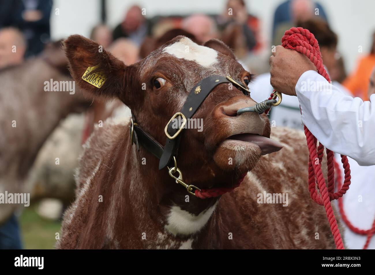 Harrogate, UK. 11th July, 2023. Great Yorkshire Showground, Railway ...
