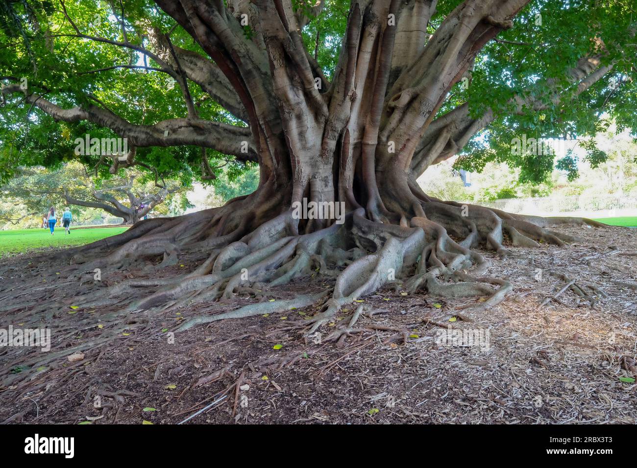 Broken tree limb hi-res stock photography and images - Alamy