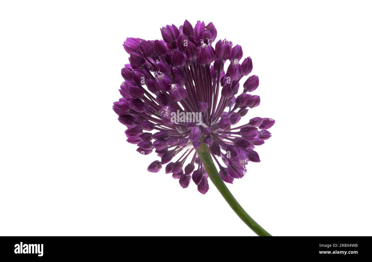 garlic flower on white background Stock Photo - Alamy