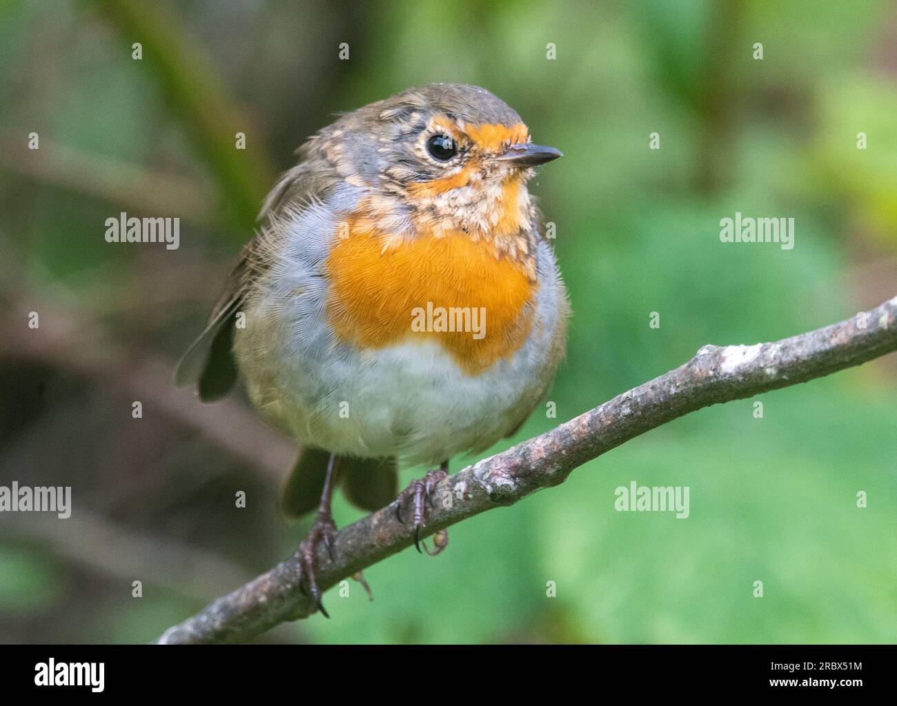Juvenile robin moult hi-res stock photography and images - Alamy