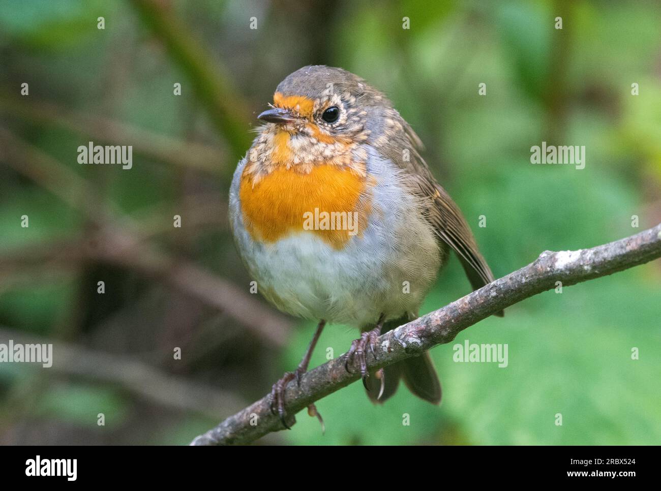 Juvenile robin moult hi-res stock photography and images - Alamy