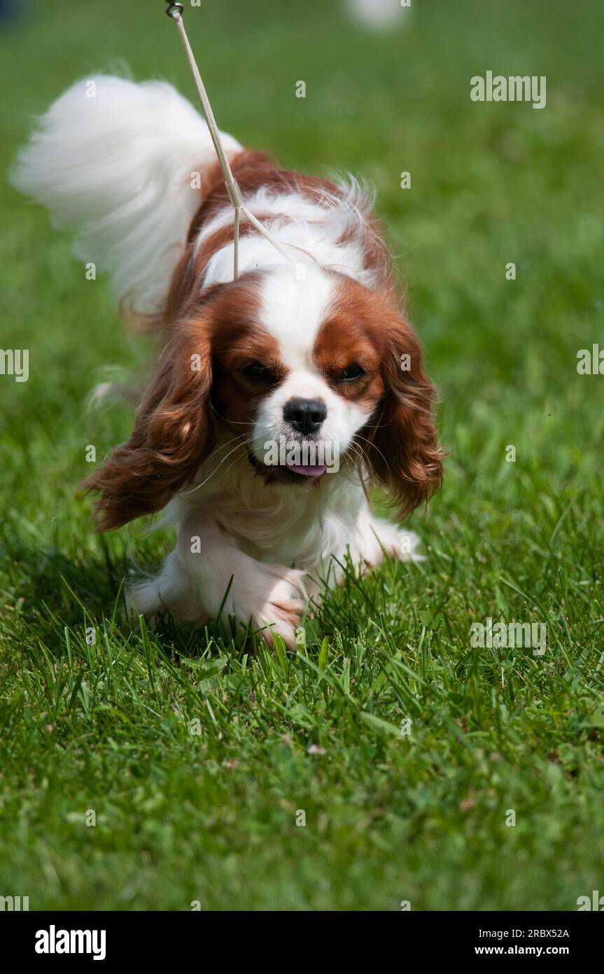 Tiny Cavalier King Charles Spaniel walking towards camera at a dog show ...