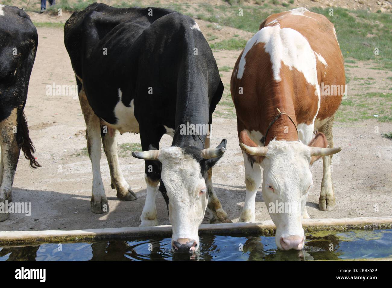 cows grazing and drinking water in nature Stock Photo - Alamy
