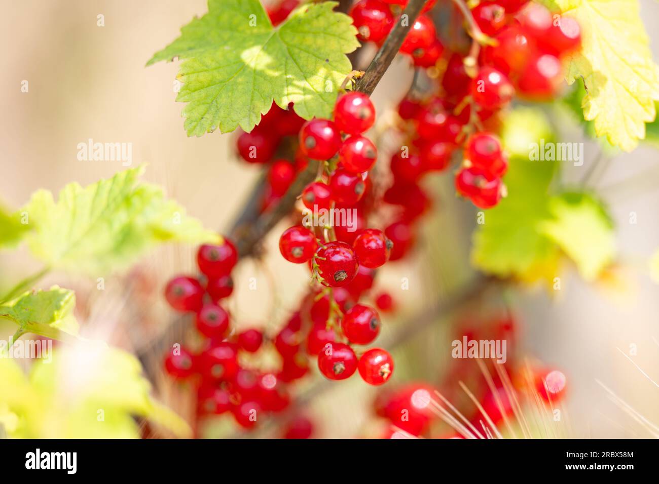 red currant growing in the garden Stock Photo - Alamy