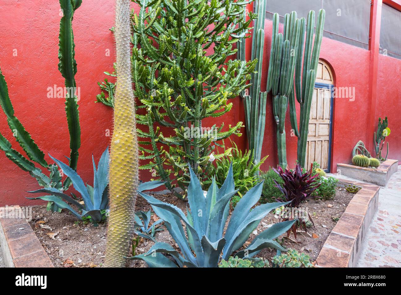 Wooden door and lots of cacti in front. Typical intense colors in the ...