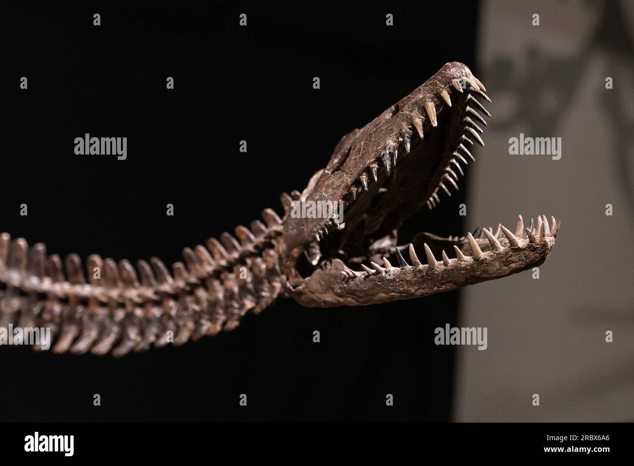 Fossil head hi-res stock photography and images - Alamy