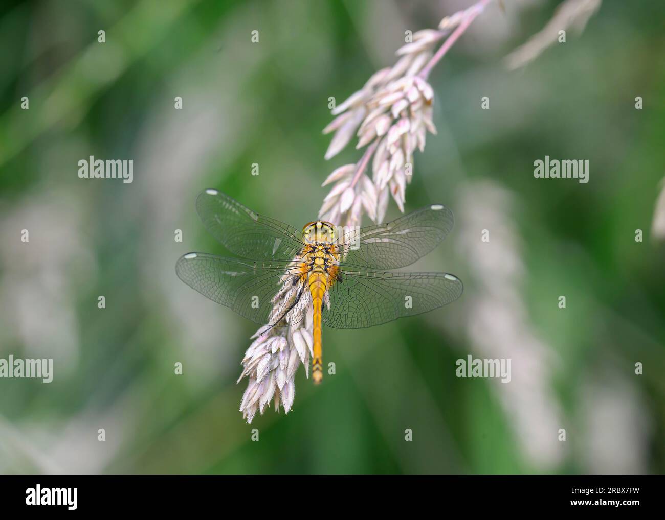 Common Darter (Sympetrum striolatum), female, at rest, Dumfries, SW ...