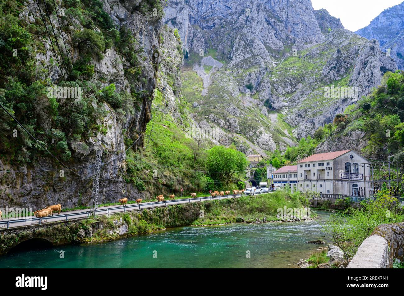 Brown Asturian cows, herd of cows is carried to new pasture on mountain ...