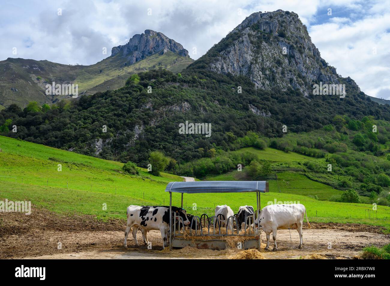 Cabrales cheese farm with cows, cows eat hay, Los Arenas, Asturias ...