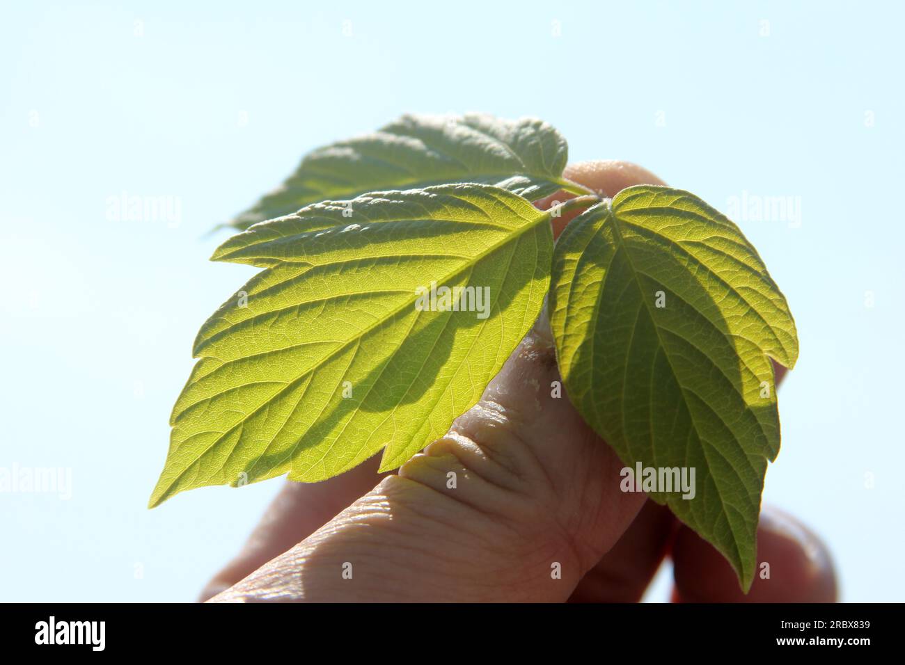 Hand holding a leaf Stock Photo - Alamy