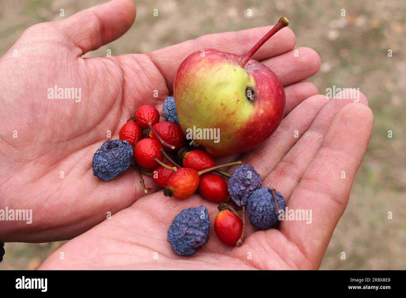 Season for harvesting dried fruits hi-res stock photography and images ...