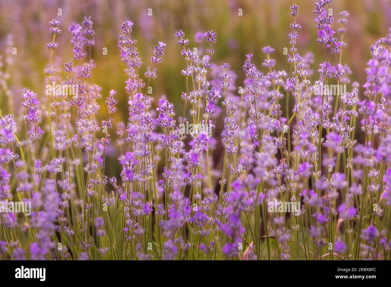 Violet purple lavender field close-up. Flowers in pastel colors at blur ...