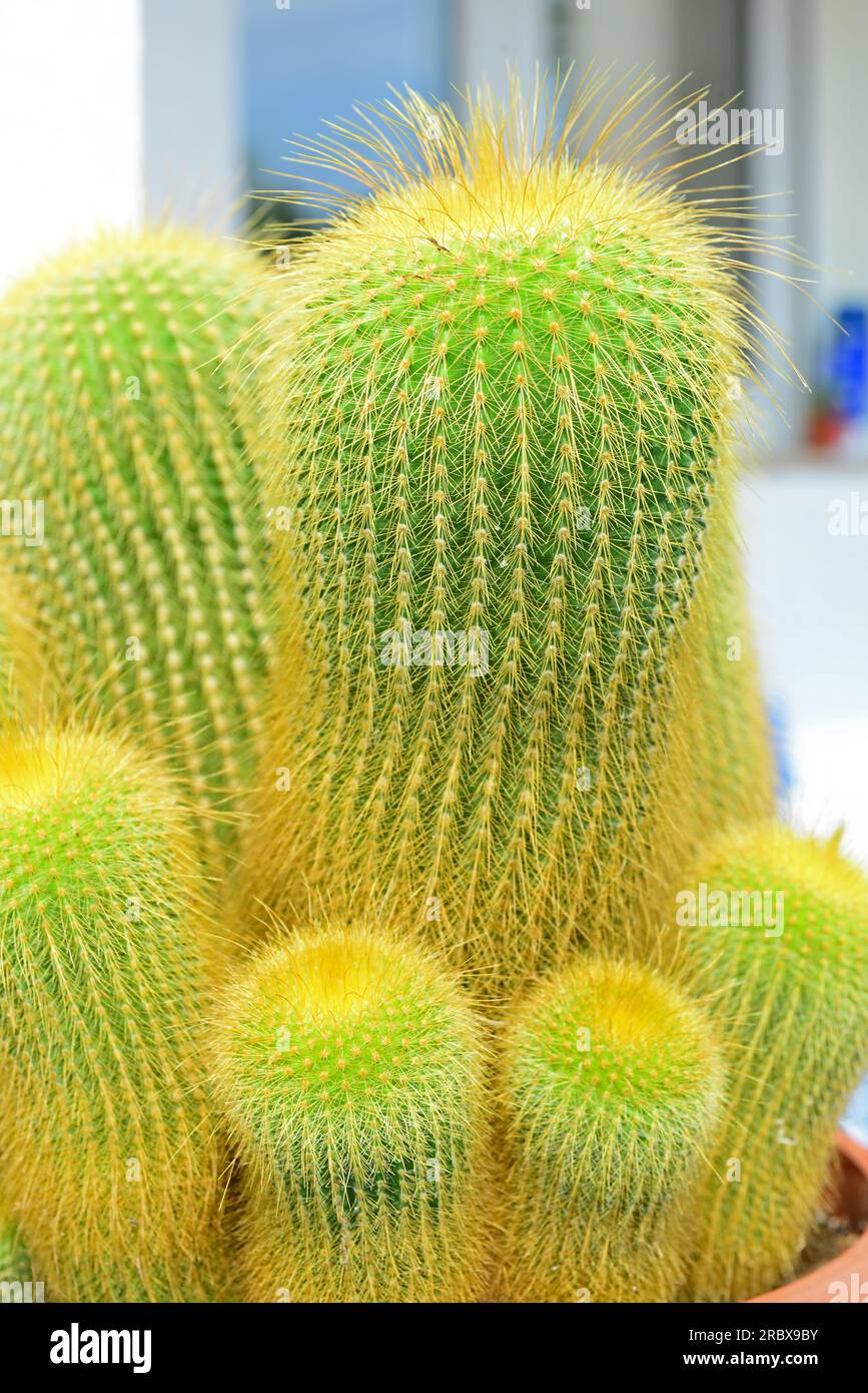 Tower cactus hi-res stock photography and images - Alamy