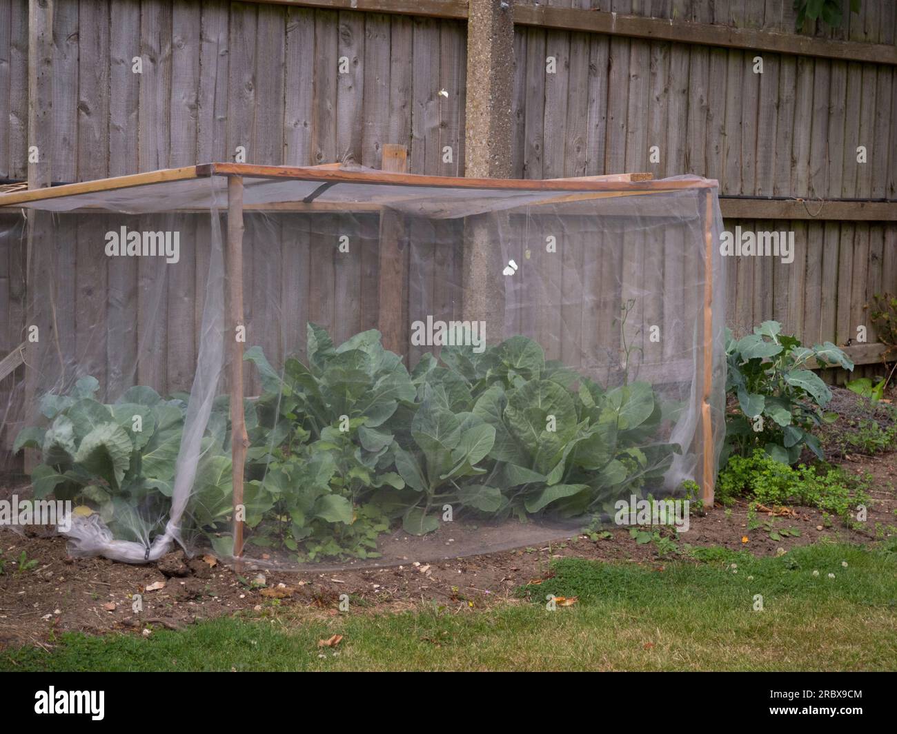 Garden whites butterflies hi-res stock photography and images - Alamy