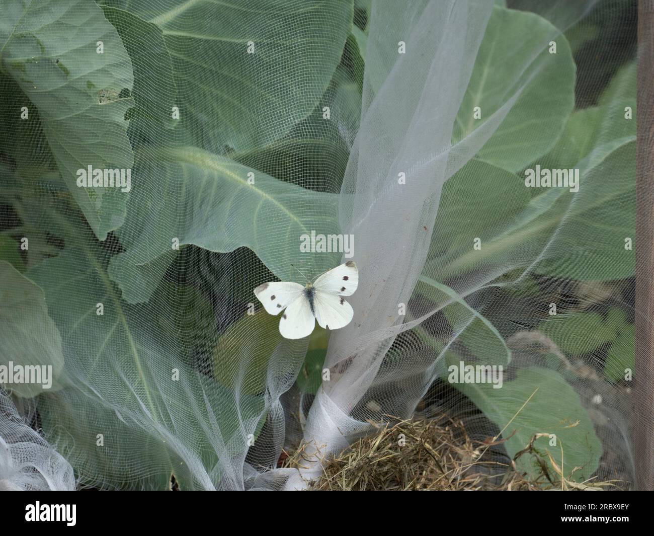 Cabbage white butterfly netting. butterflies trying to get in Stock ...