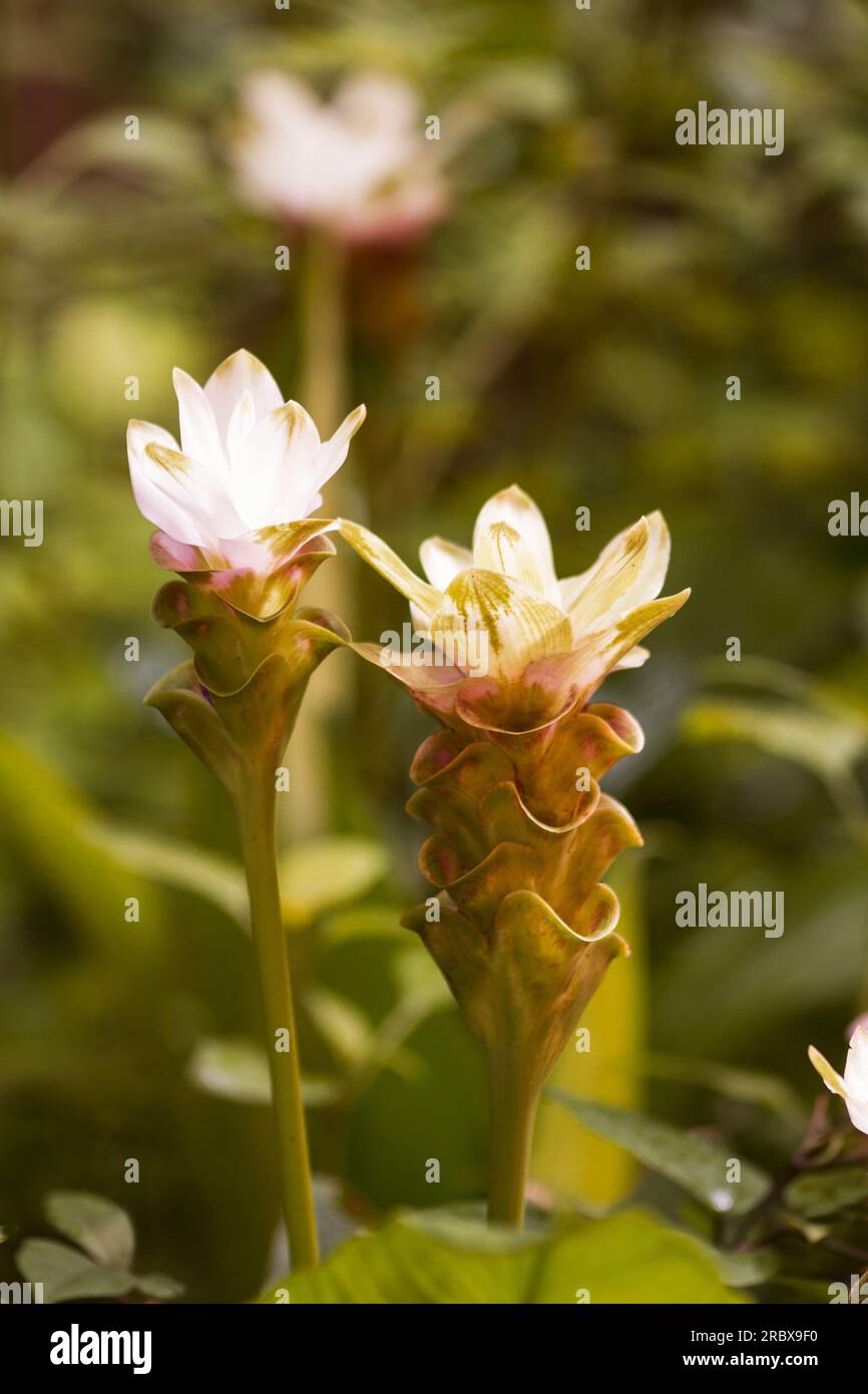 Turmeric plant curcuma longa flower hi-res stock photography and images ...
