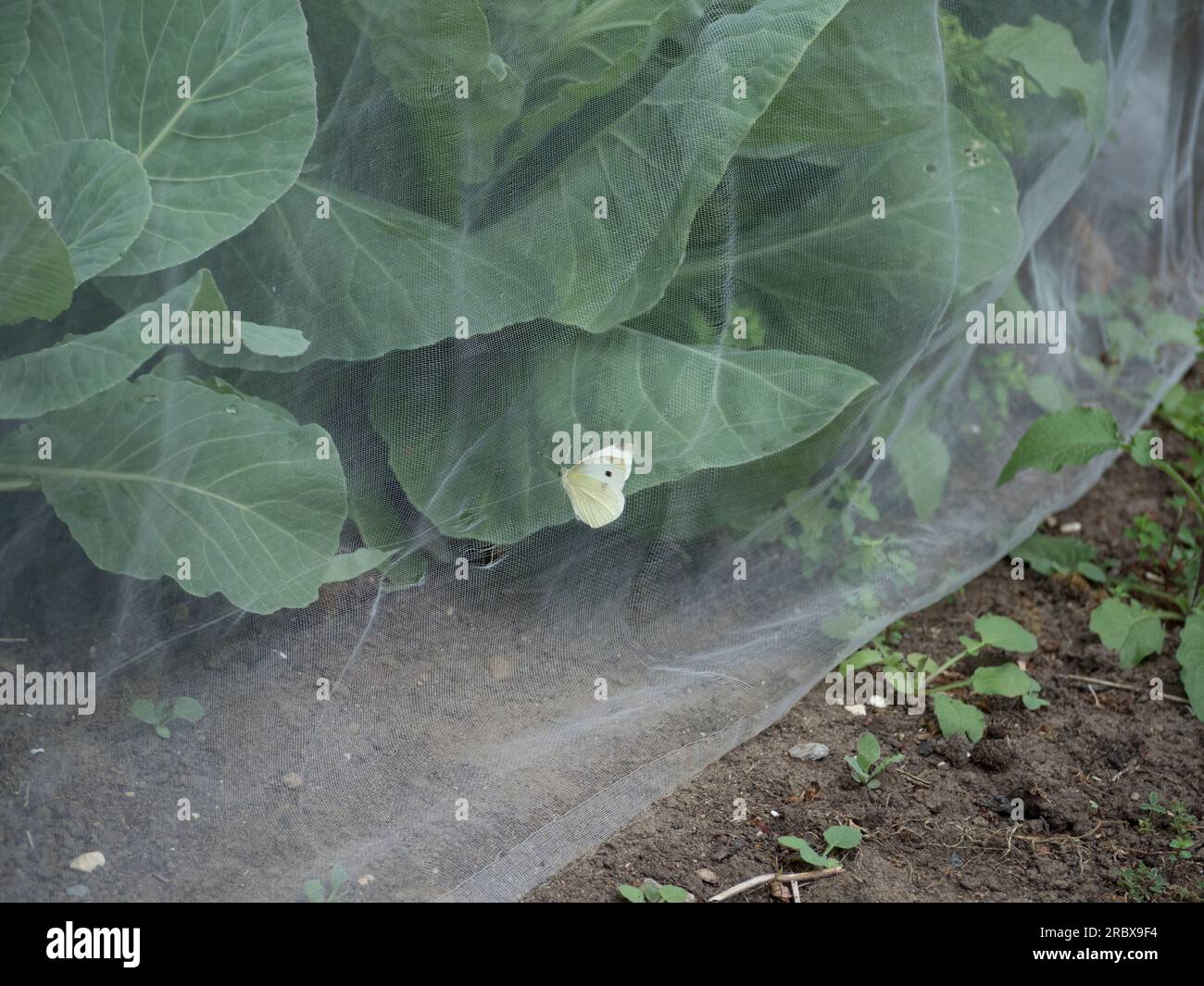 Cabbage whites netting hi-res stock photography and images - Alamy