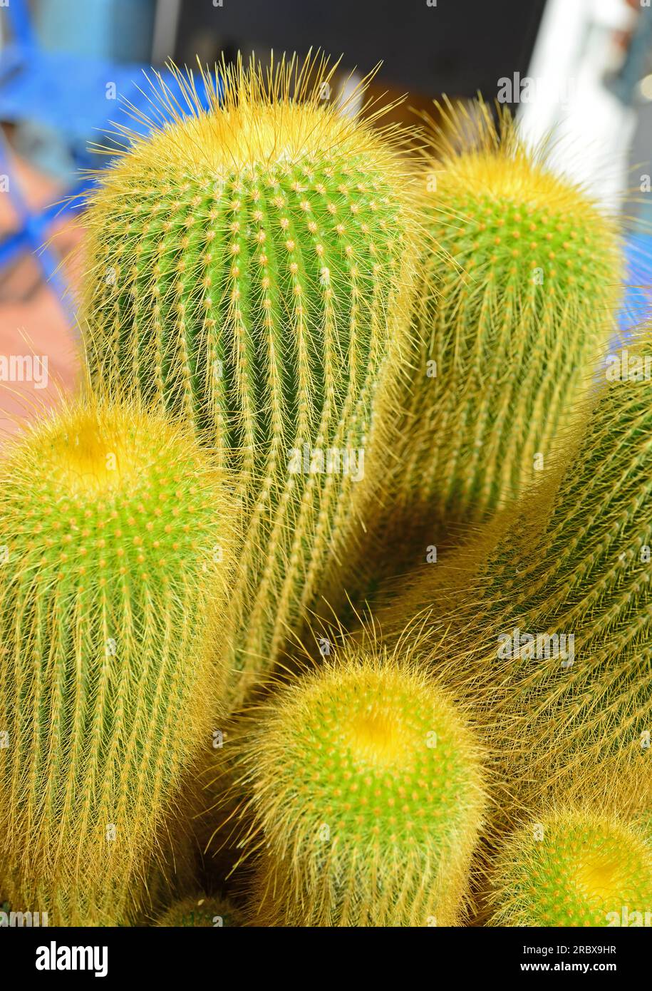 Yellow tower cactus hi-res stock photography and images - Alamy