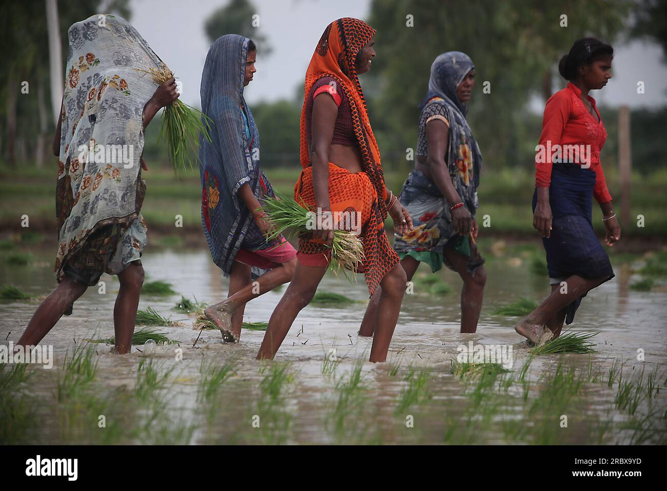 Monsoon india farm hi-res stock photography and images - Alamy