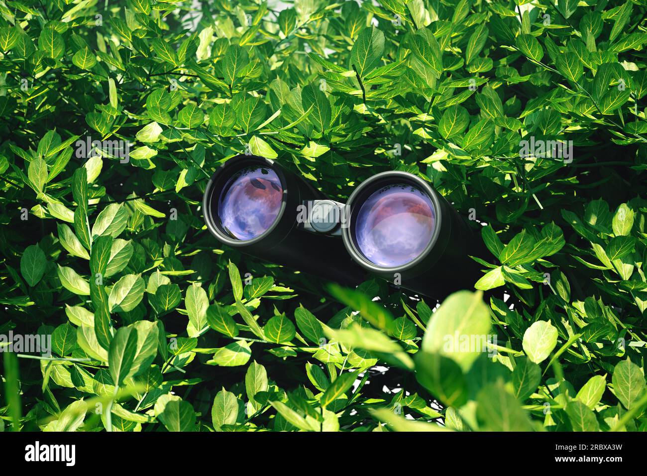 Binoculars among leaves. Observation equipment. Concept of spying ...