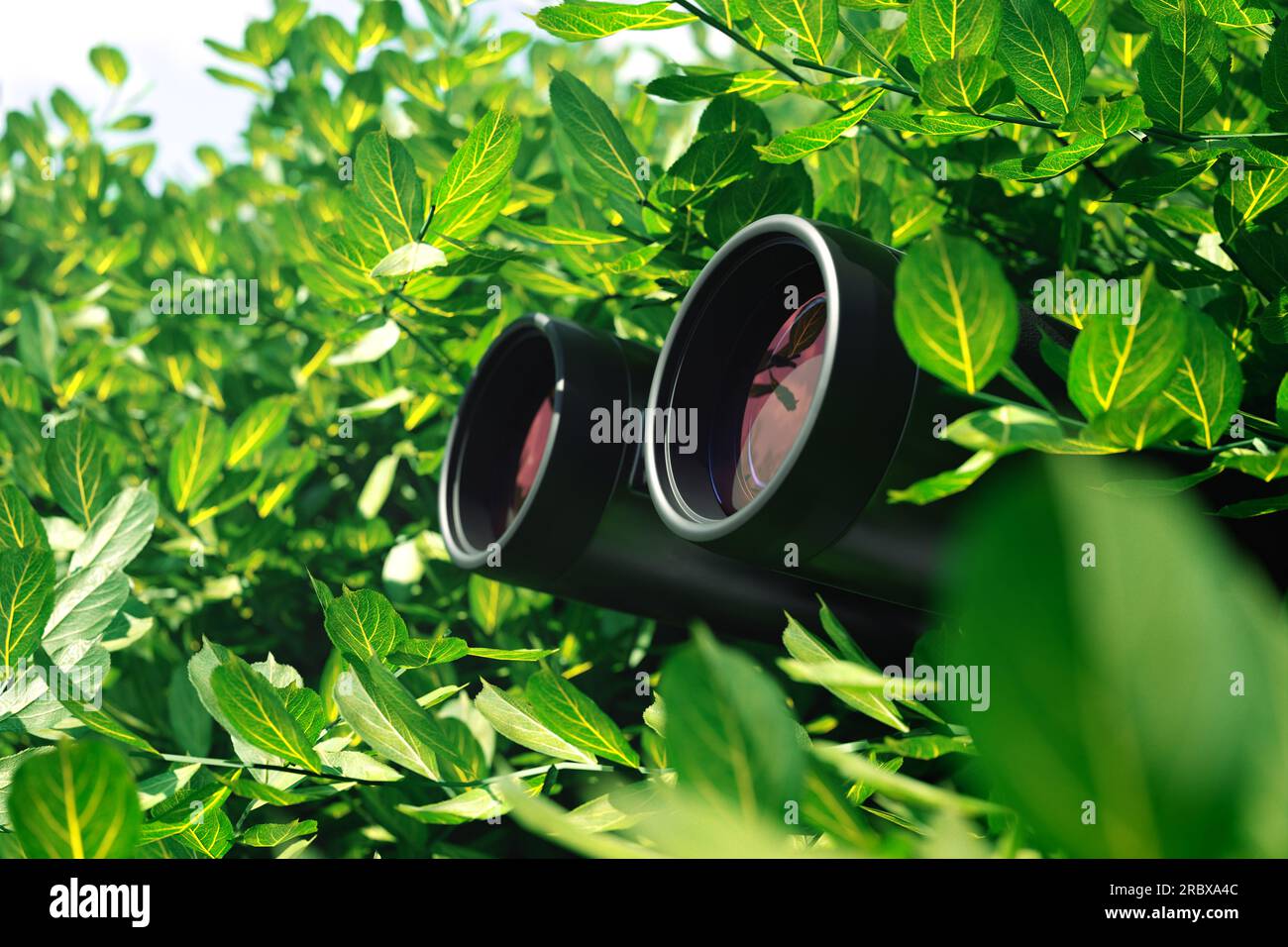 Binoculars among leaves. Observation equipment. Concept of spying ...
