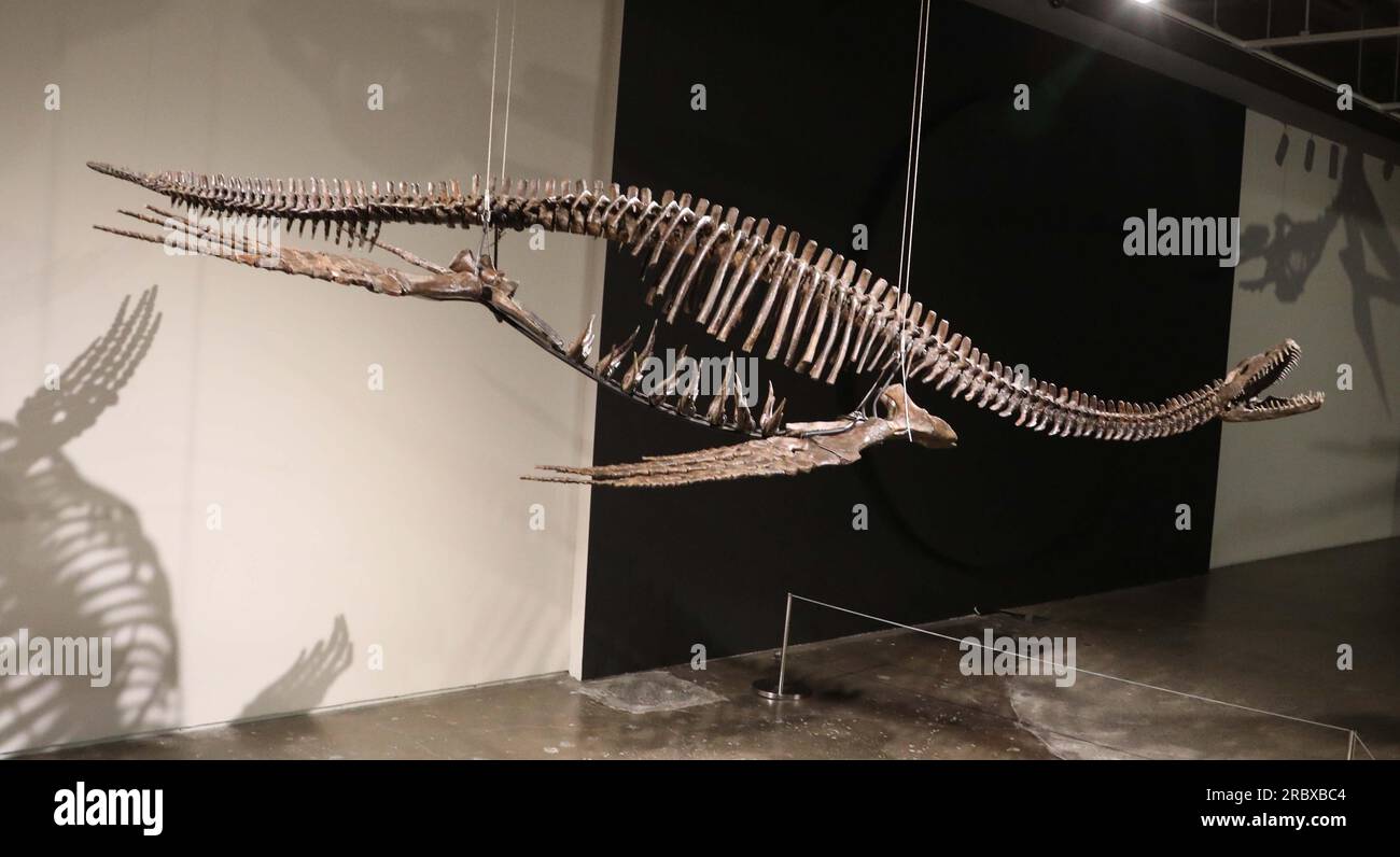 July 11, 2023, New York City, New York, USA: PLESIOSAUR 'NESSIE ...