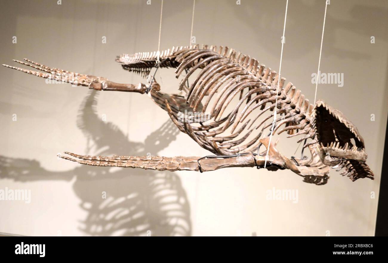 July 11, 2023, New York City, New York, USA: PLESIOSAUR 'NESSIE ...