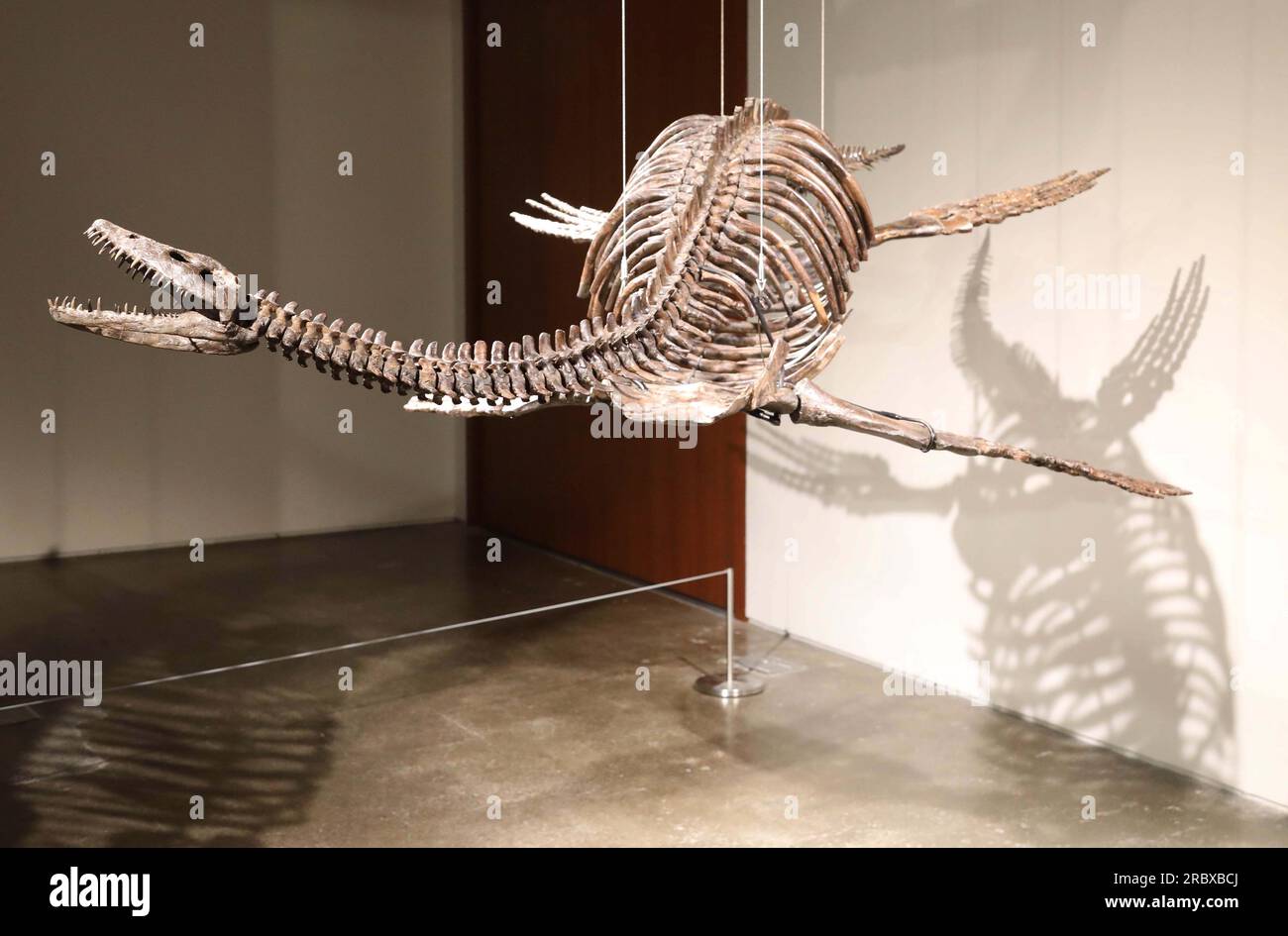 July 11, 2023, New York City, New York, USA: PLESIOSAUR 'NESSIE ...