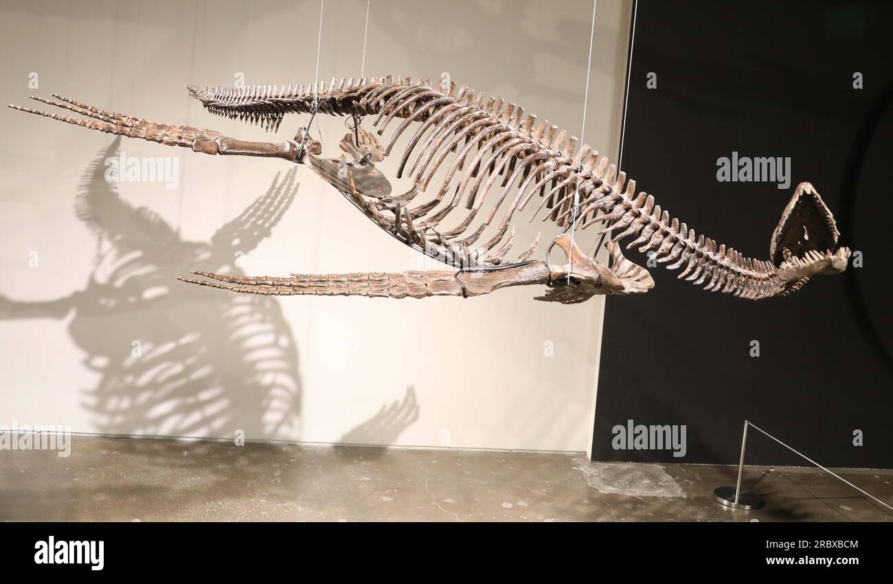 July 11, 2023, New York City, New York, USA: PLESIOSAUR 'NESSIE ...