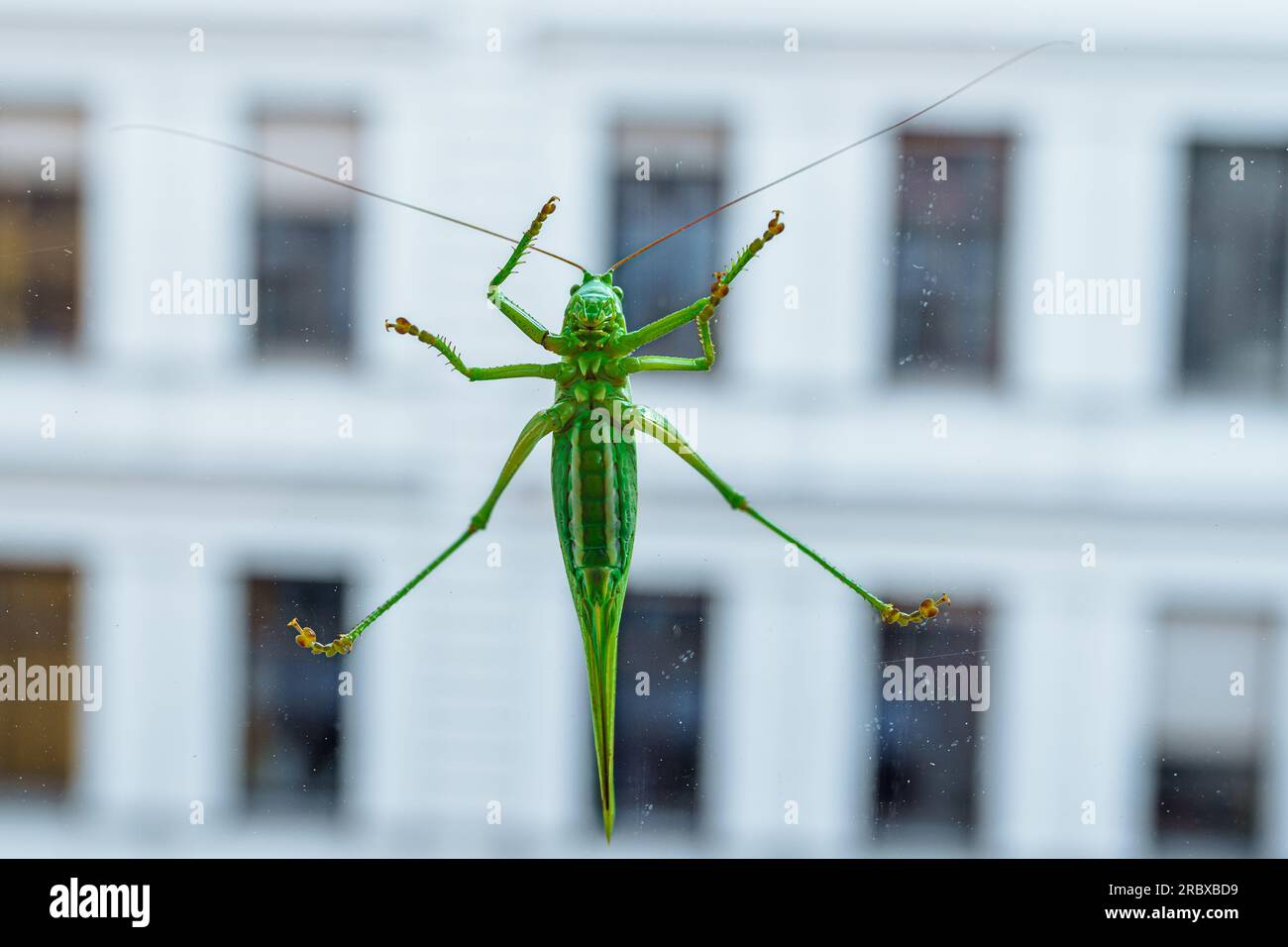 Locust leg hi-res stock photography and images - Alamy