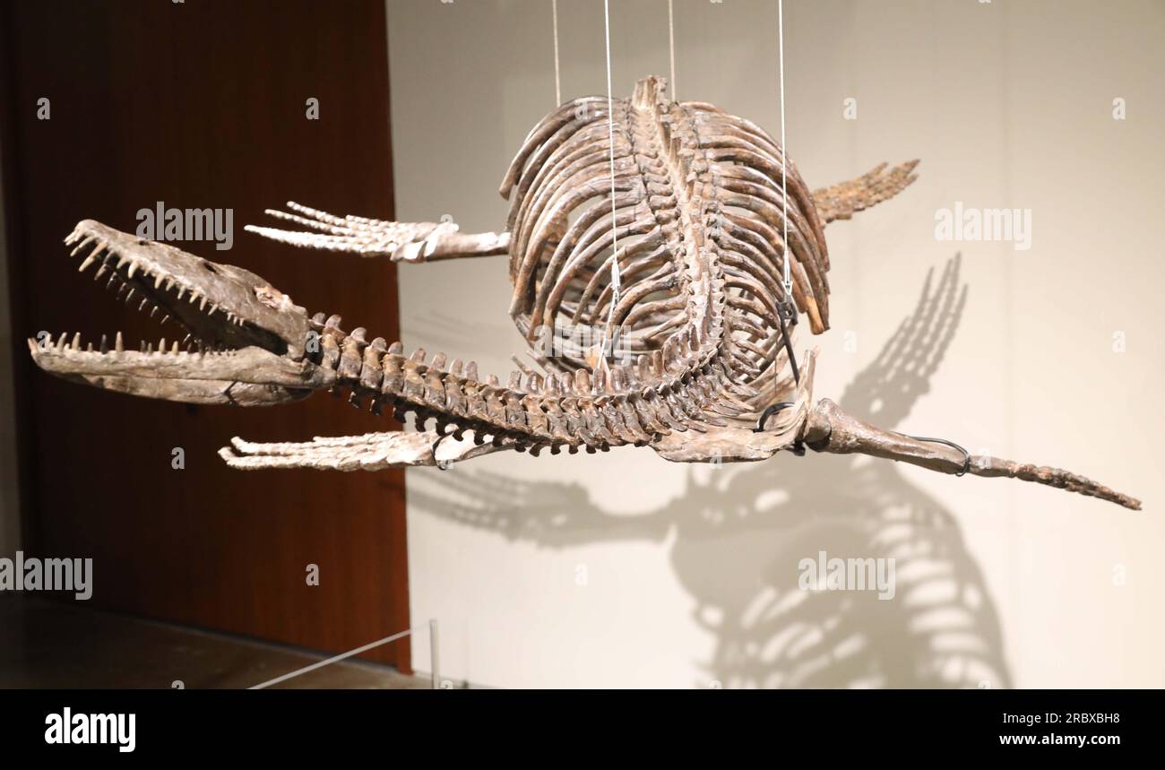 July 11, 2023, New York City, New York, USA: PLESIOSAUR 'NESSIE ...