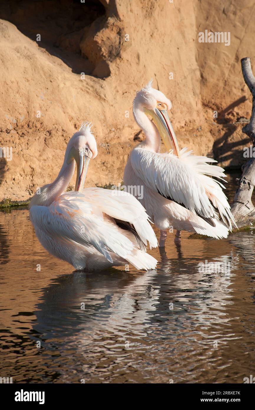 Pelican aviary hi-res stock photography and images - Alamy