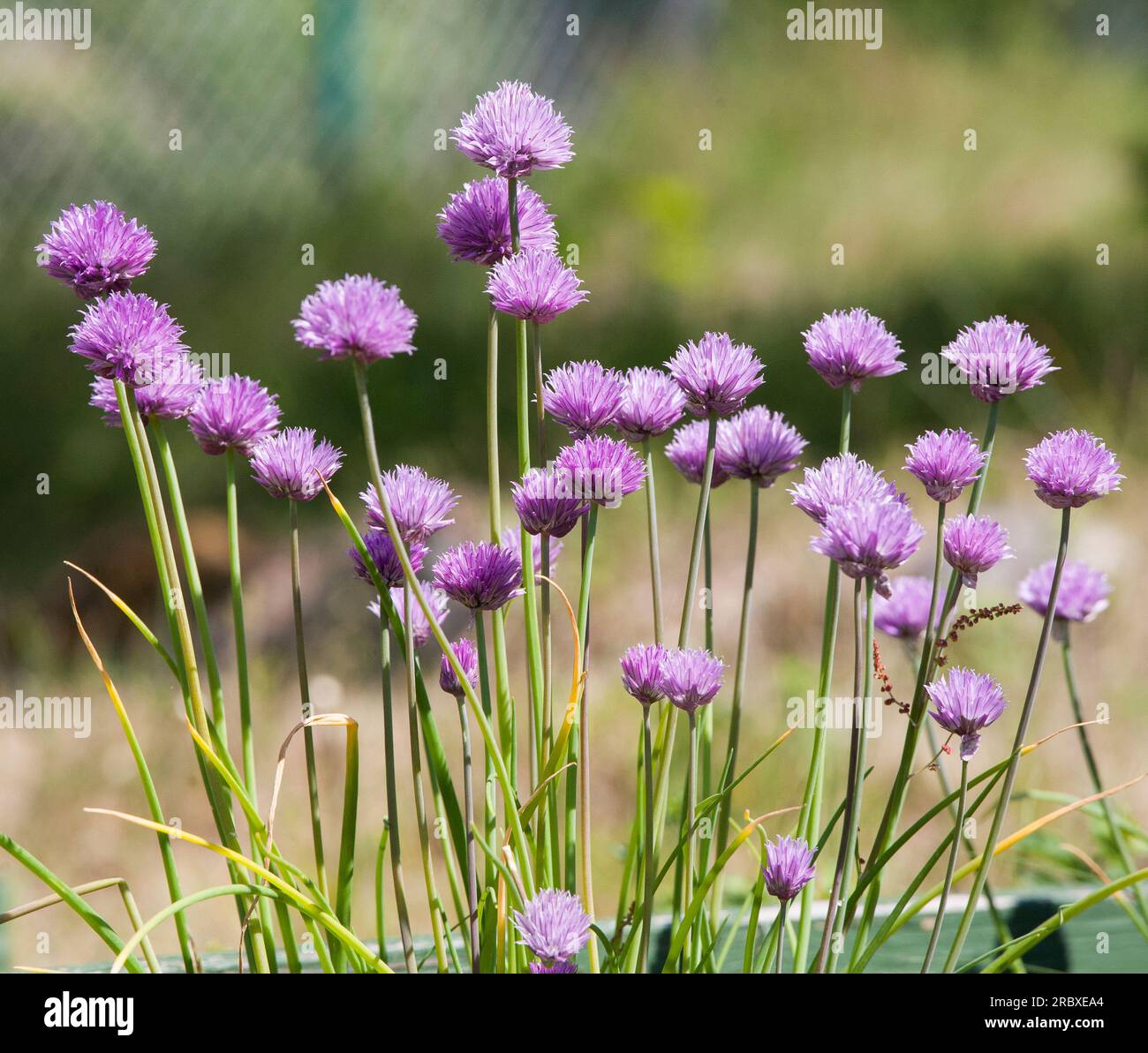 FLOWERING CHIVES Allium Schoenoprasum in garden Stock Photo - Alamy