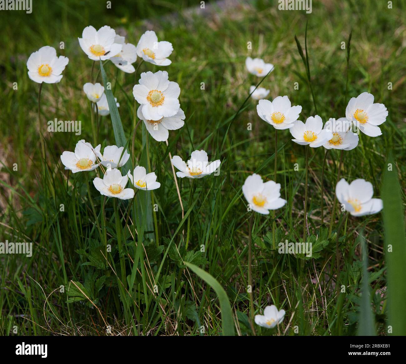 SNOWDROP WINDFLOWER Anemonoides Sylvestris Stock Photo - Alamy
