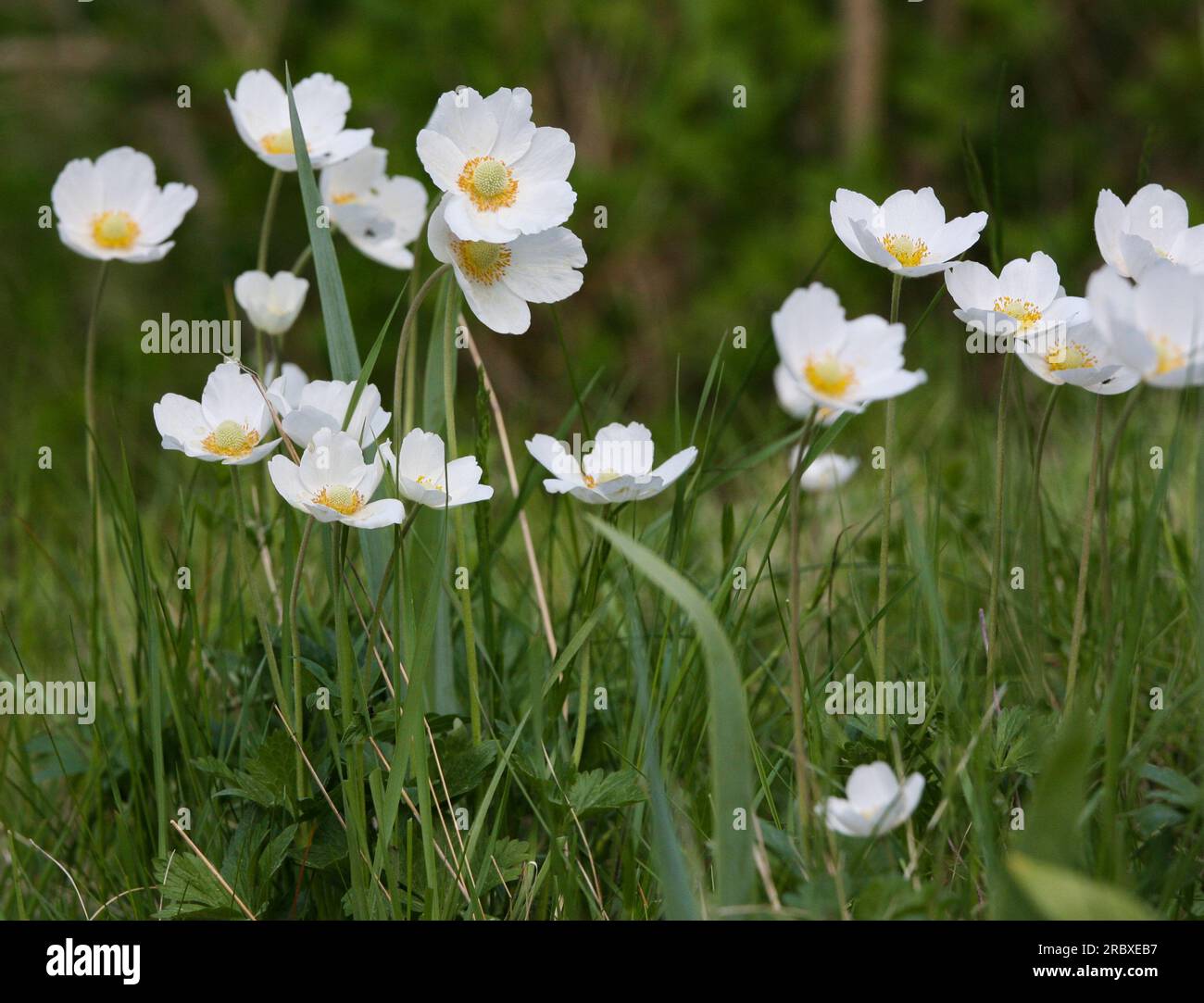 SNOWDROP WINDFLOWER Anemonoides Sylvestris Stock Photo - Alamy