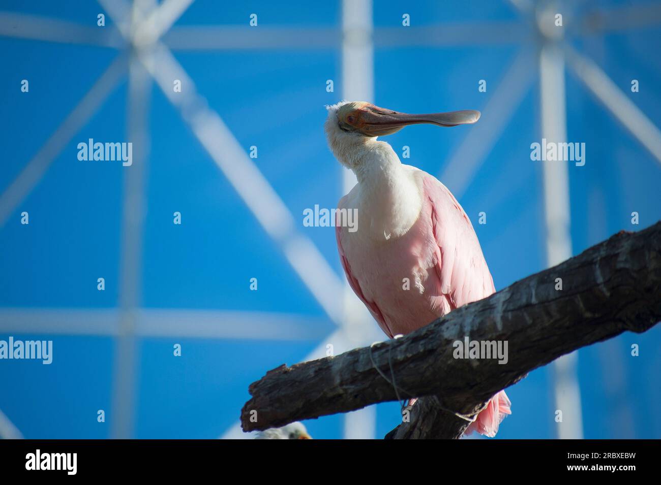 Aviary oceanografic aquarium valencia hi-res stock photography and ...