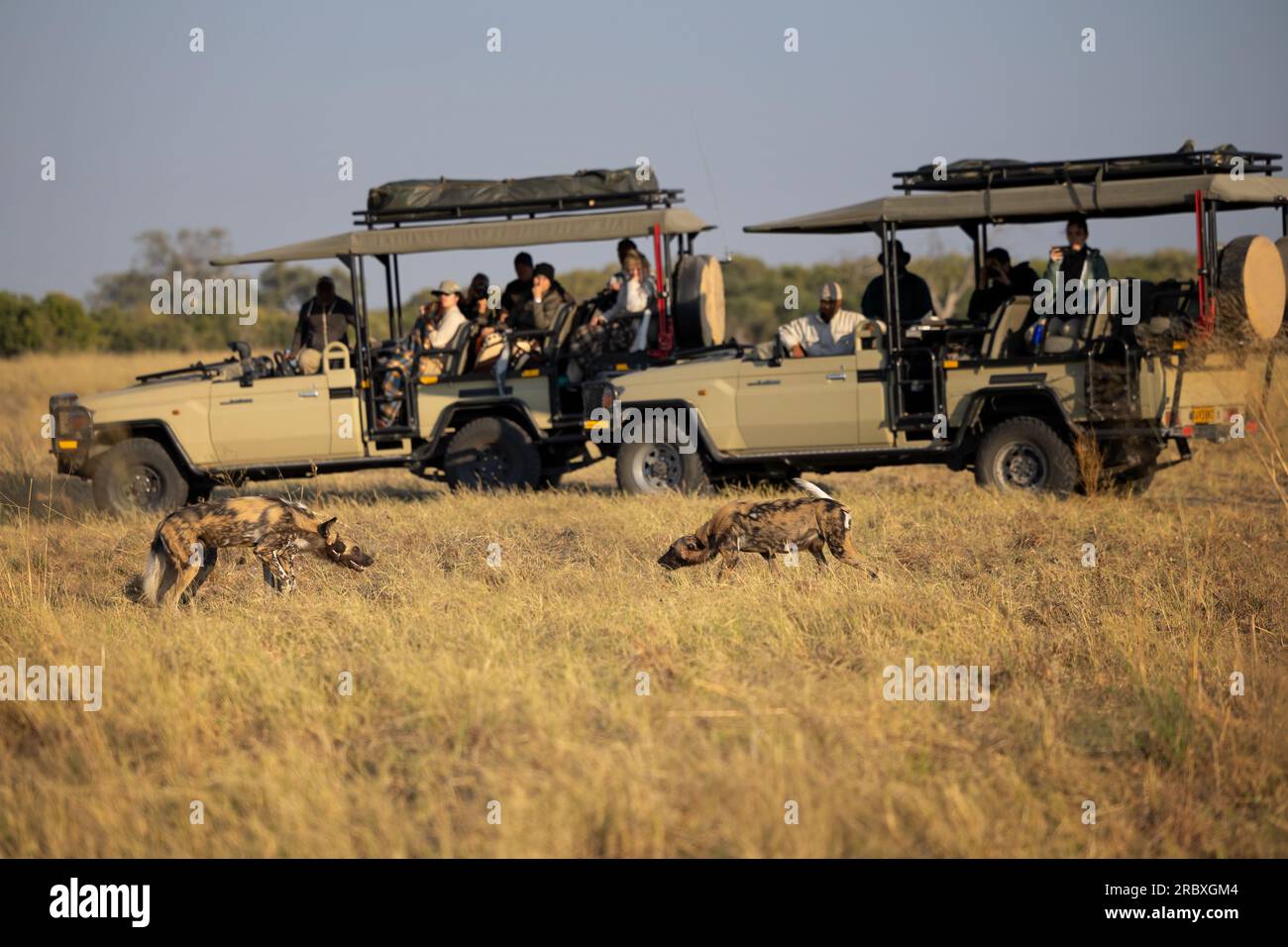 Safari tourists watching three African Wild Dogs from their open safari ...
