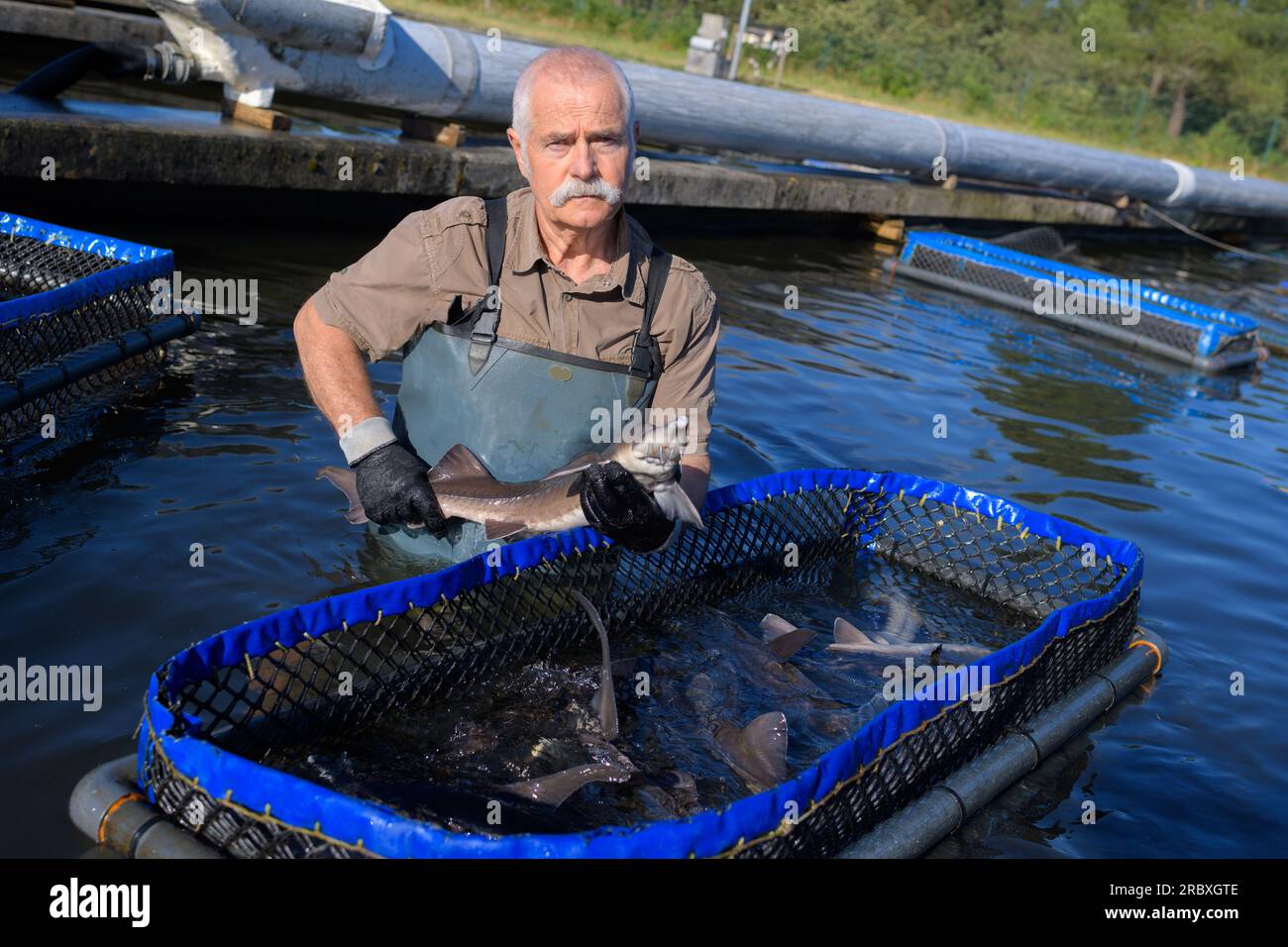 working at a fish farm Stock Photo - Alamy