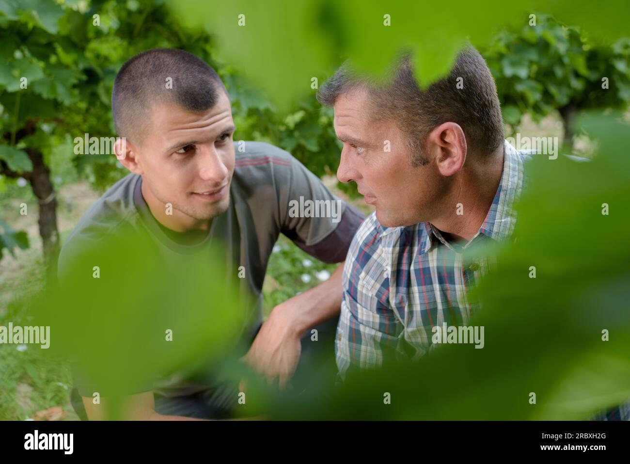Man worker collecting grapes hi-res stock photography and images - Alamy