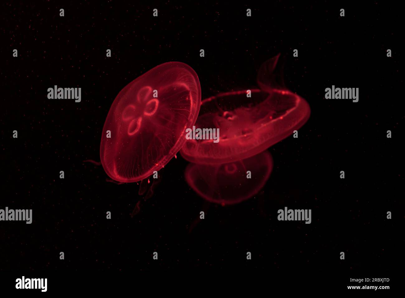 Three Moon jellyfish reflecting aquarium red light Stock Photo - Alamy