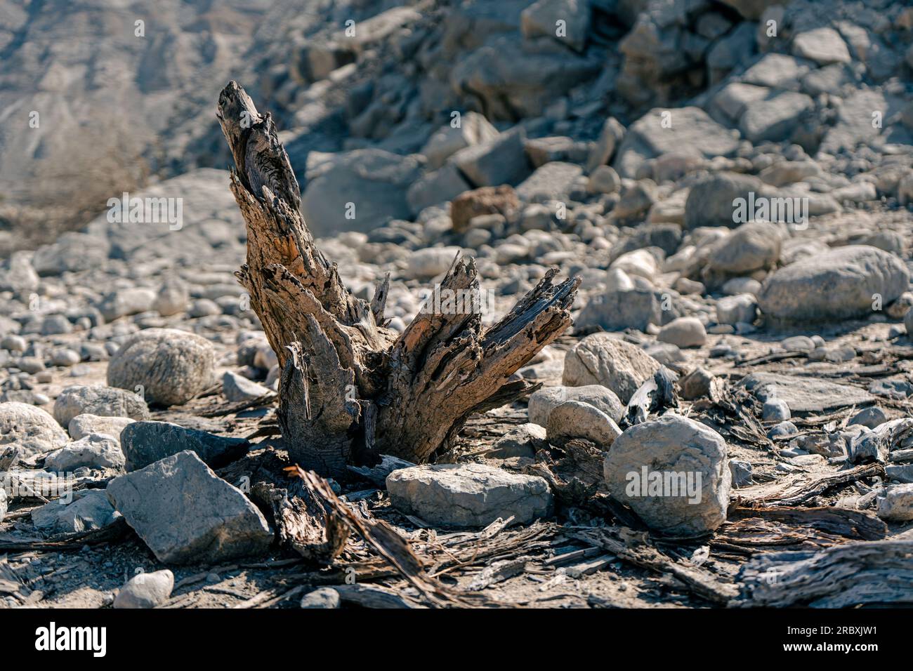 Stone tree trunk hi-res stock photography and images - Alamy