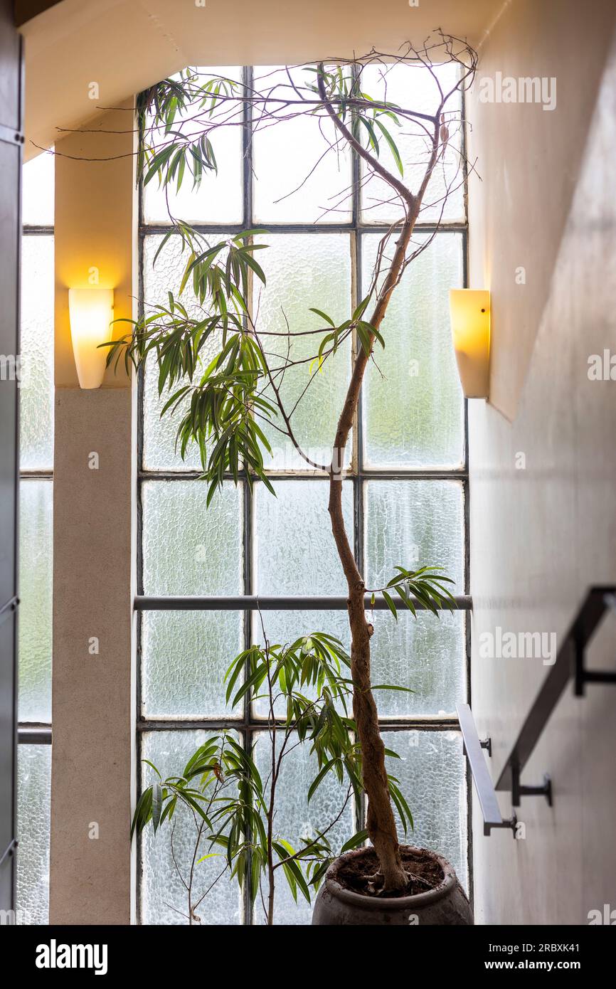 Oleander in a tub against the background of a constructivist window ...