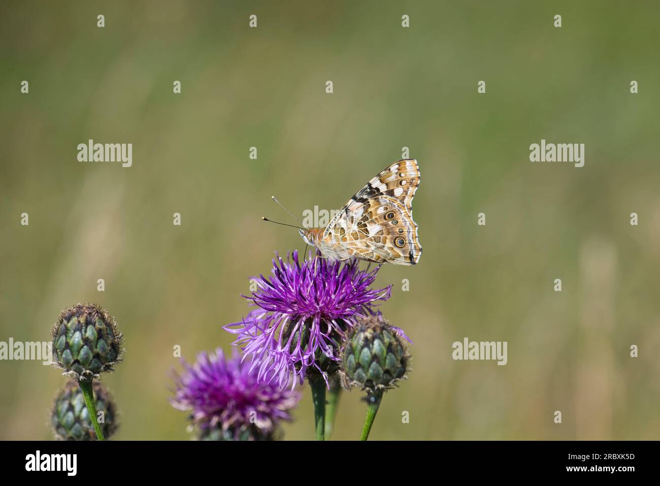 Cardera hi-res stock photography and images - Alamy