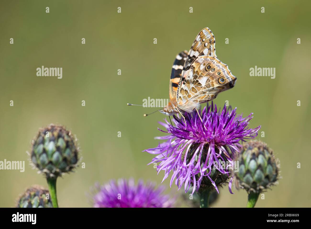 Cardera hi-res stock photography and images - Alamy