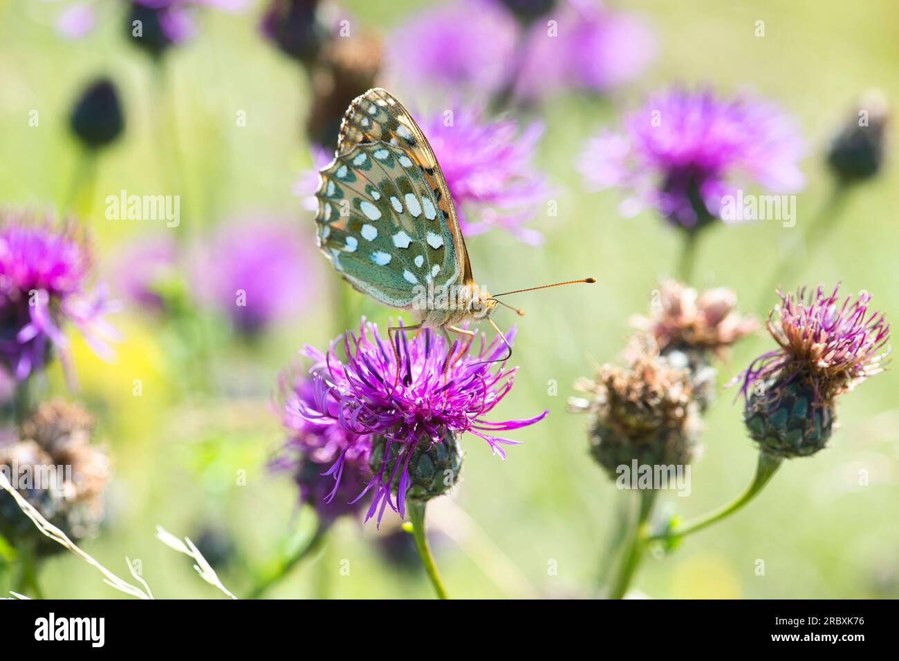 Underside of a dark green fritillary butterfly (Argynnis aglaja), adult ...