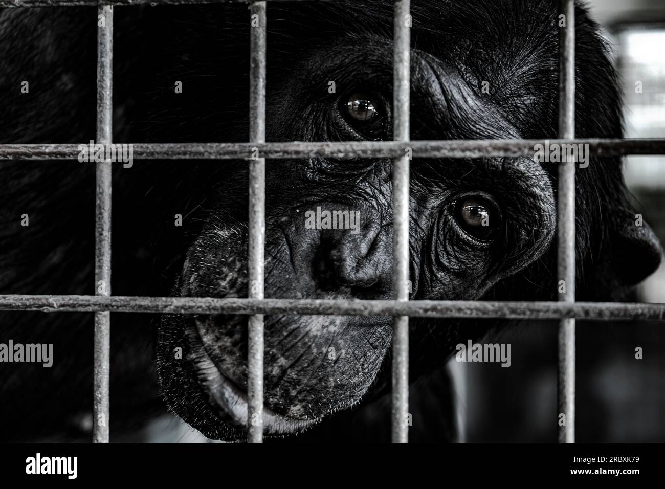 Man and chimpanzee hi-res stock photography and images - Alamy