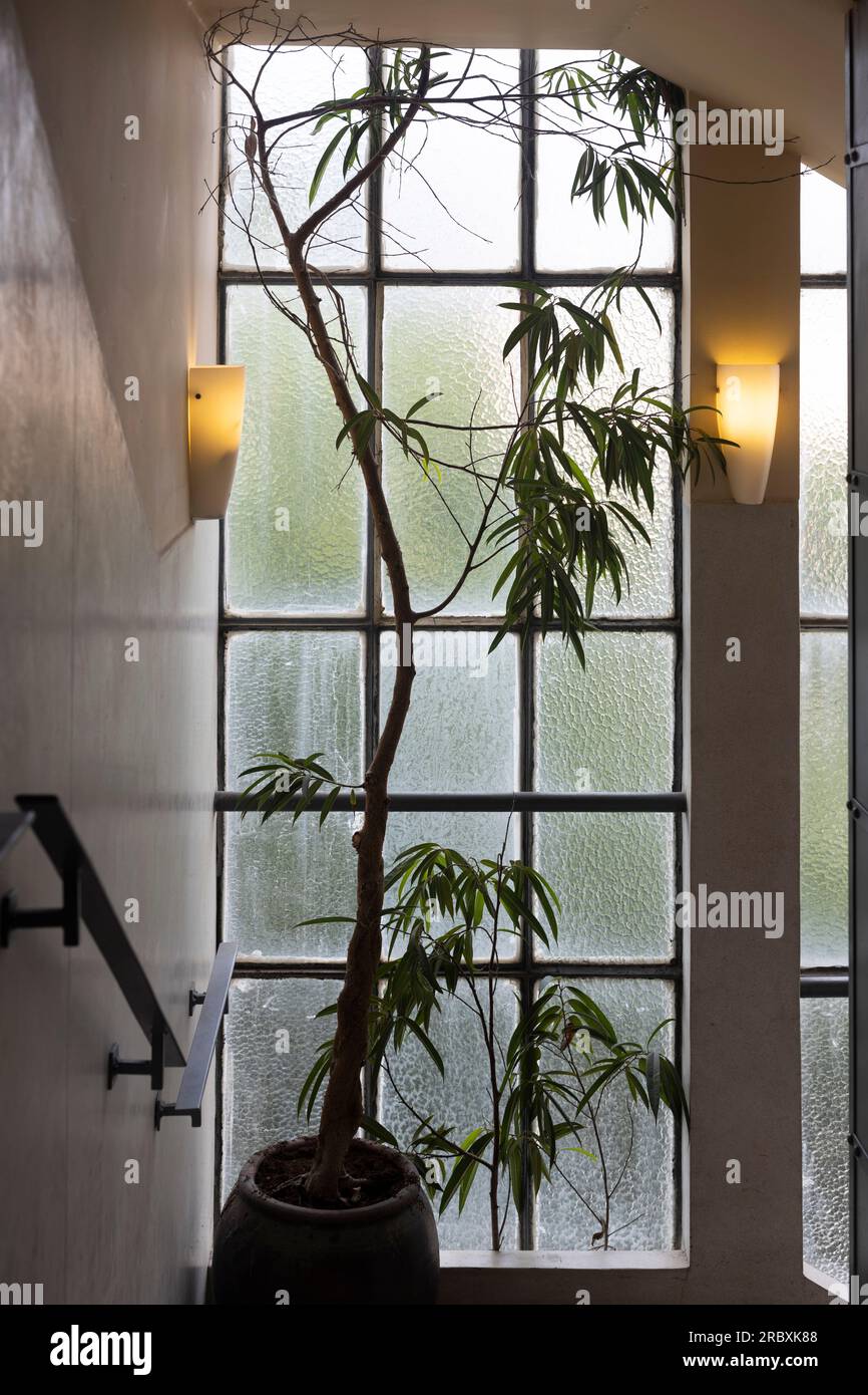 Oleander in a tub against the background of a constructivist window ...