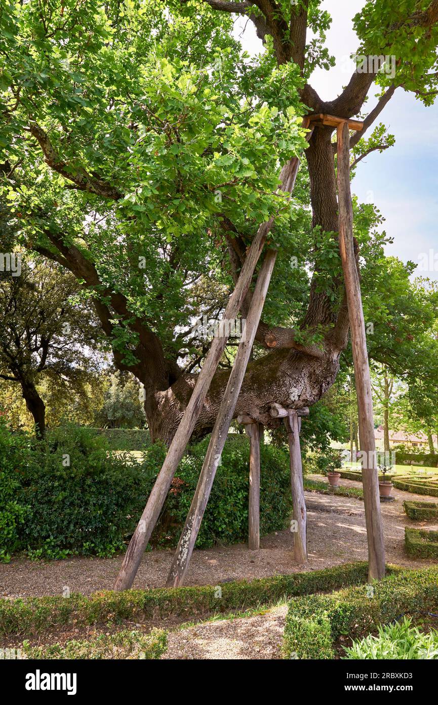 Old oak tree in the garden of Medici villa of Petraia, Florence Stock ...